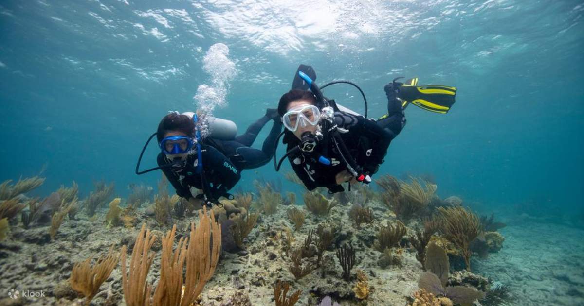 在內格羅斯島的 Padi 度假村參加 Padi Ow 潛水員課程 Klook香港